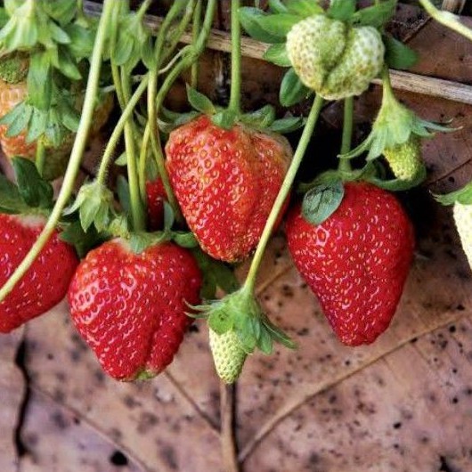 Jual Paket Hemat 5Tanaman Strawberry (fragaria sp) / Stroberi | Shopee ...