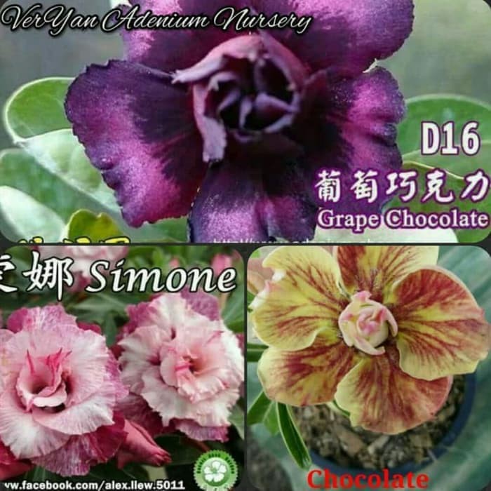 Jual Paket 3 Bibit Bunga Adenium Grape Chocolate - Simone - Chocolate ...