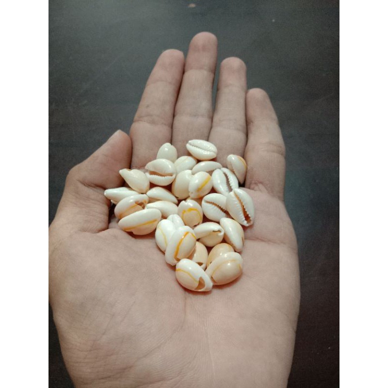 Jual Kerang Congklak 100gr | Kerang kopi | kerang kowok | Kerang Laut ...