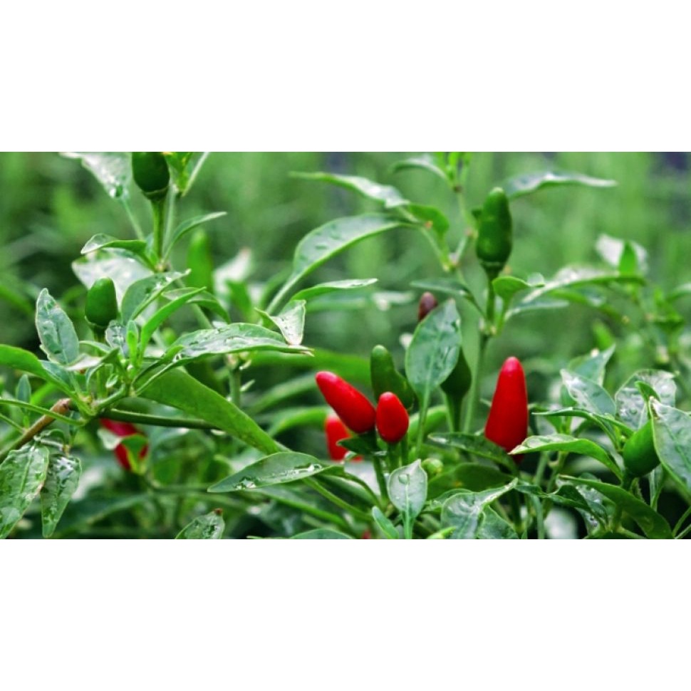 Jual 15 Benih Biji Cabe Hiyung Banjar | Shopee Indonesia