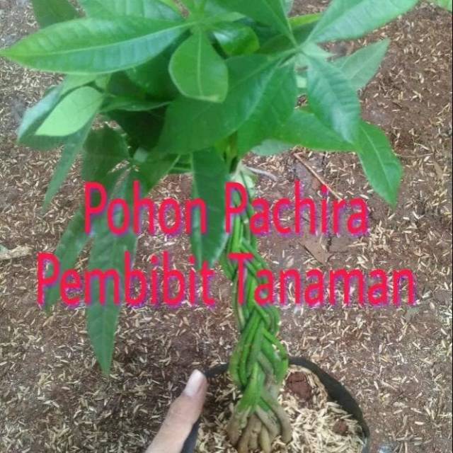Jual tanaman hias pachira, pohon pacira, pachira kepang | Shopee Indonesia