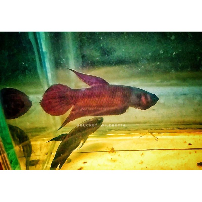Jual betta coccina | Shopee Indonesia