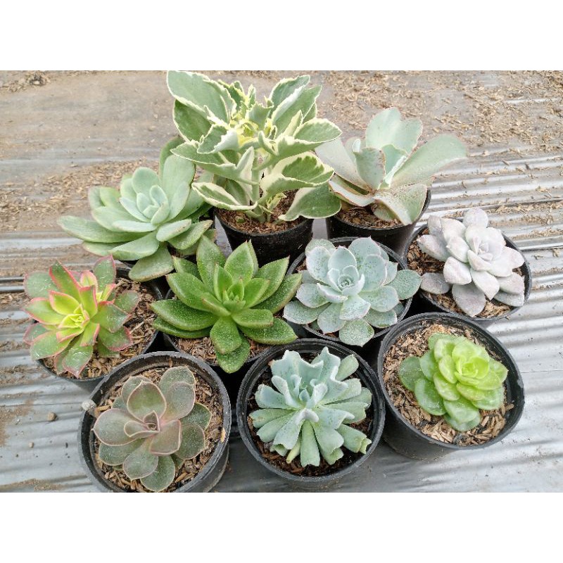 Jual paketan sculen 10 pcs sesuai gambar tanaman hias | Shopee Indonesia