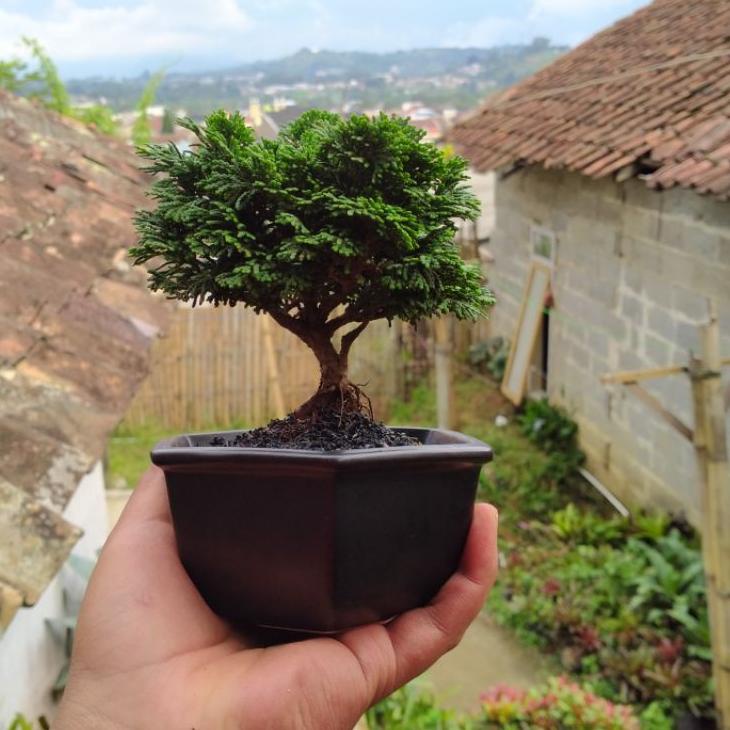 Jual SHOPEE MALL Mgp73 bonsai cemara inoki Nikmati | Shopee Indonesia