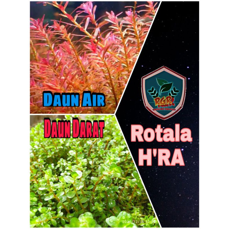 Jual Rotala HRA tanaman Aquascape, paludarium vivarium, Terarium Jenis Stemplant | Shopee Indonesia