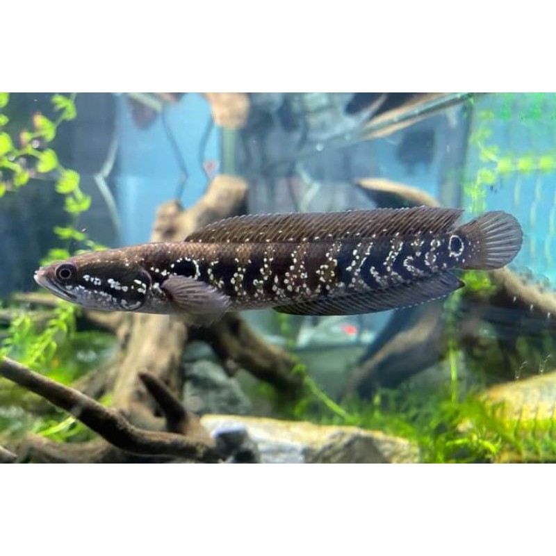 Jual Channa asiatica ws pure 6 cm(TERMURAH) | Shopee Indonesia