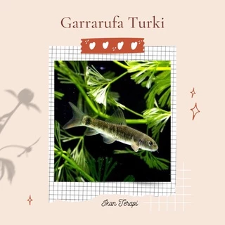 Jual Ikan Garra Rufa Terlengkap & Harga Terbaru Agustus 2024 | Shopee ...
