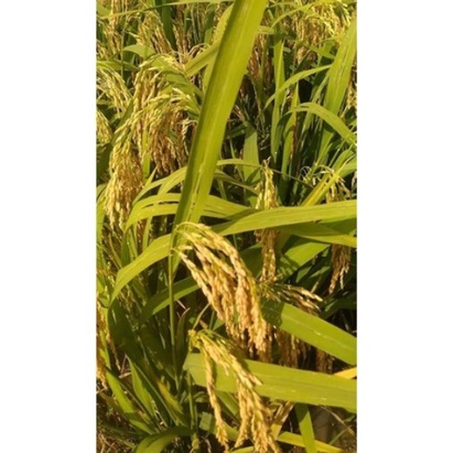 Jual Biji Padi Unggul HMS 700 5kg | Shopee Indonesia