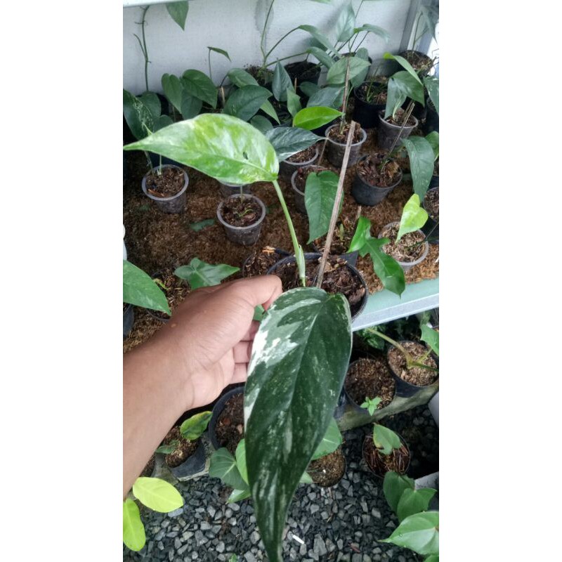 Jual monstera varigata evip ekor naga varigata | Shopee Indonesia