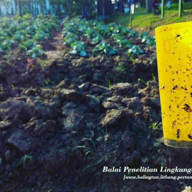 Jual Yellow trap likat kuning perangkap hama tanaman termurah | Shopee ...