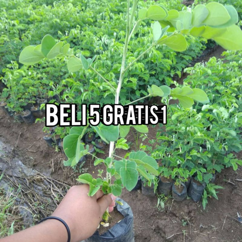 Jual BIBIT TREMBESI (BELI 5 GRATIS 1) | Shopee Indonesia