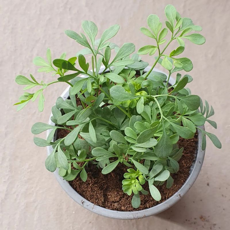 Jual Tanaman herbal daun inggu / godong minggu / anruda busu / arunda ...