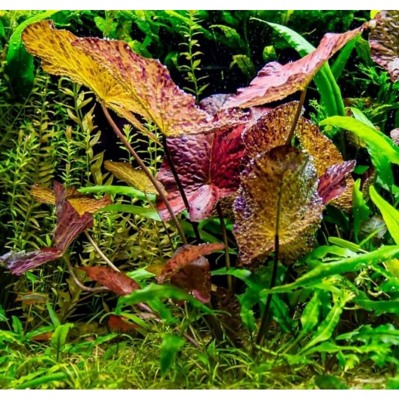 Jual Tanaman Lotus Tiger | Shopee Indonesia