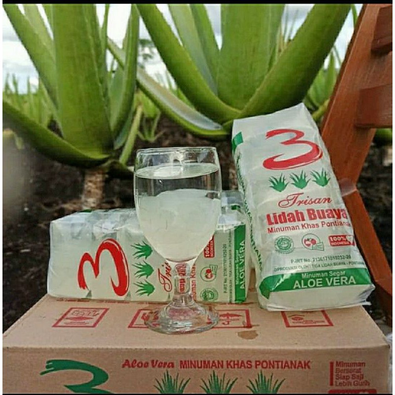 Jual minuman Lidah Buaya Trisan khas Pontianak rasa leci Aloe vera 1 Dus isi 20 pcs | Shopee ...