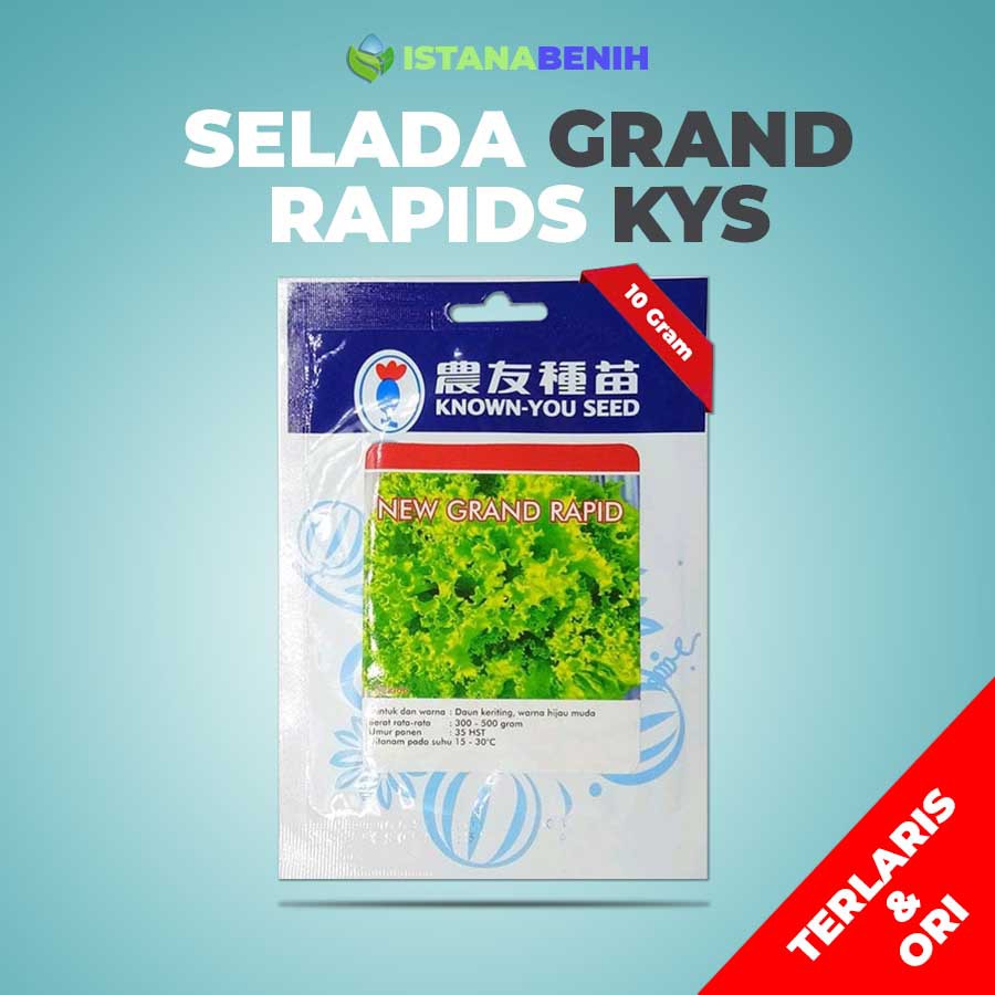 Jual BENIH SELADA NEW GRAND RAPID 10 GRAM CAP KNOWN YOU SEED KYS | Shopee Indonesia