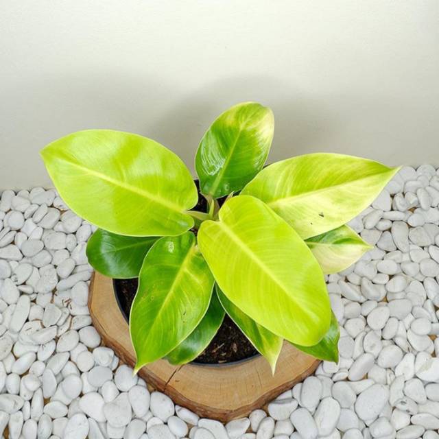 Jual Tanaman indoor philo lemon / tanaman hias phiodendron lemon ...