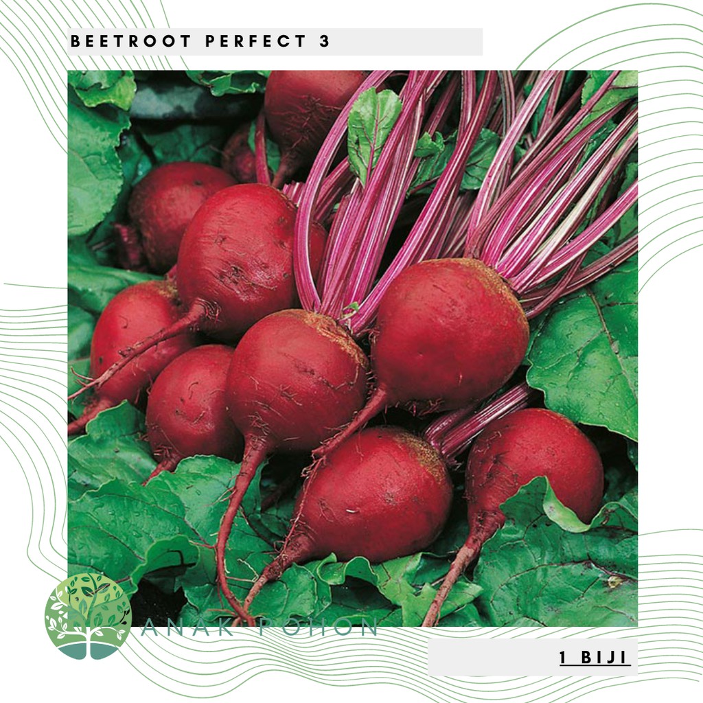 Jual Benih Bibit Biji - Beetroot Perfect 3 Buah Bit Merah (Beta ...