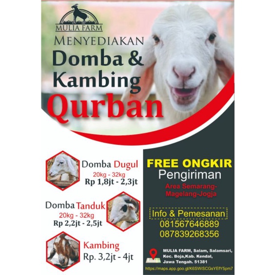 Jual Hewan Qurban Hidup Kambing dan Domba Murah | Shopee Indonesia