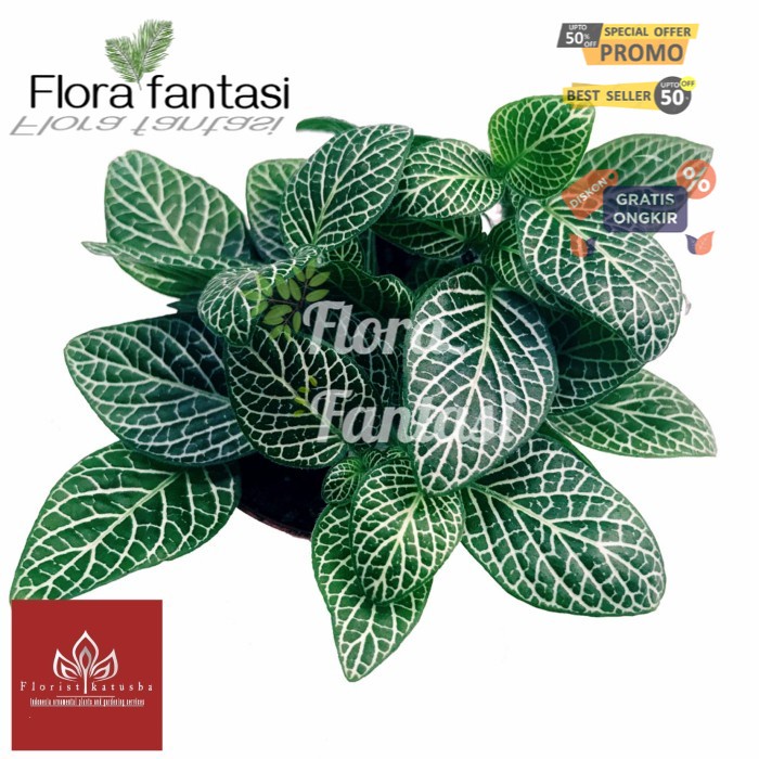 Jual tanaman pitonia hijau (Tanaman hias hidup indoor murah besar dan ...