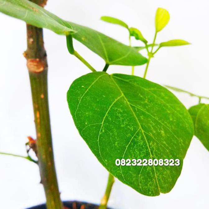 Jual New!! Dadap Serep Bibit Dadap Serep Tanaman Dadap Serep Terbaik ...