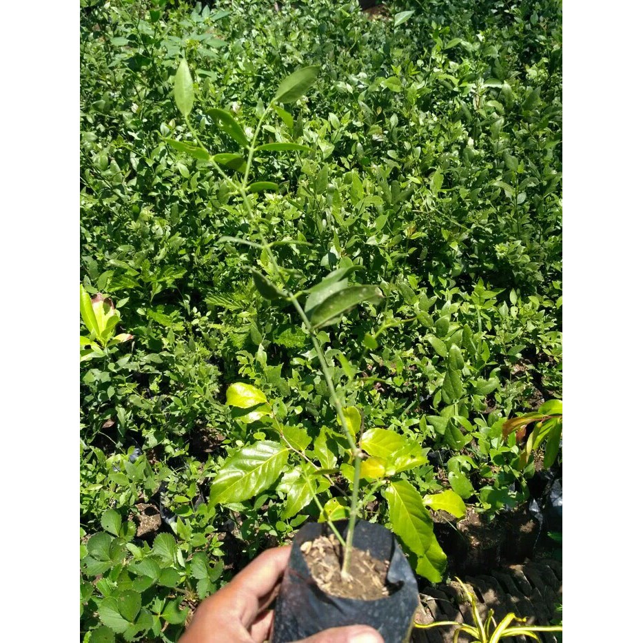 Jual bibit kayu siwak atau miswa | Shopee Indonesia