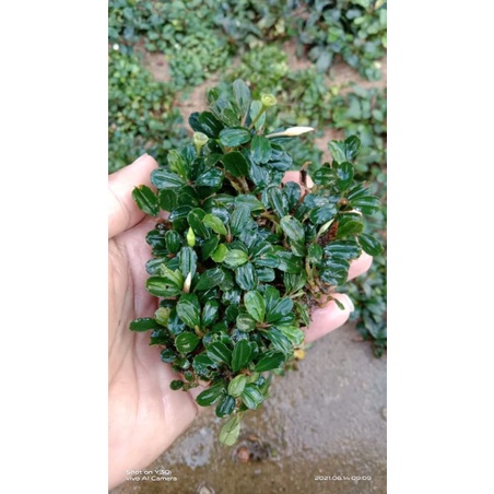Jual Bucephalandra Mini Hulu Boyan (Tanaman aquascape) | Shopee Indonesia