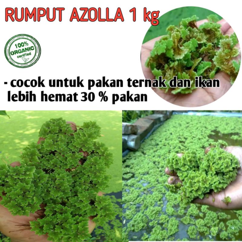 Jual rumput azolla asli 1 kg | Shopee Indonesia