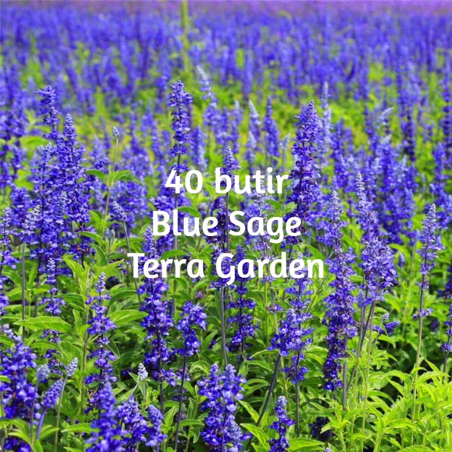 Jual Biji Benih Bunga Blue Sage Flower Salvia farinacea Tanaman Hias 40 ...