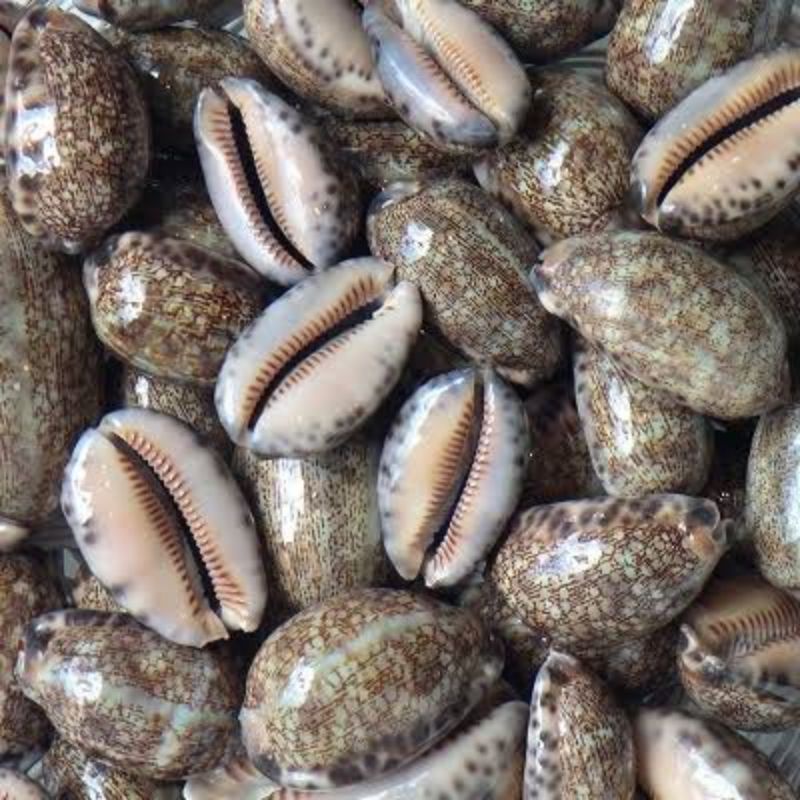 Jual arabian cowrie/cangkang kerang arabia/bahan hiasan/koleksi ...