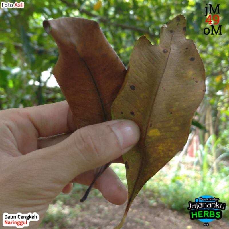 Jual Daun Cengkeh Kering 1kg Murah Obat Herbal JSR | Shopee Indonesia
