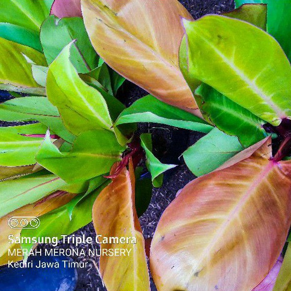 Jual ORANGE JUICE philodendron merah merona nursery mmnursery philo ...