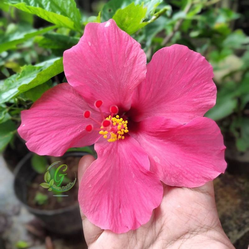 Jual Tanaman hias bunga sepatu pink - bunga sepatu pink | Shopee Indonesia