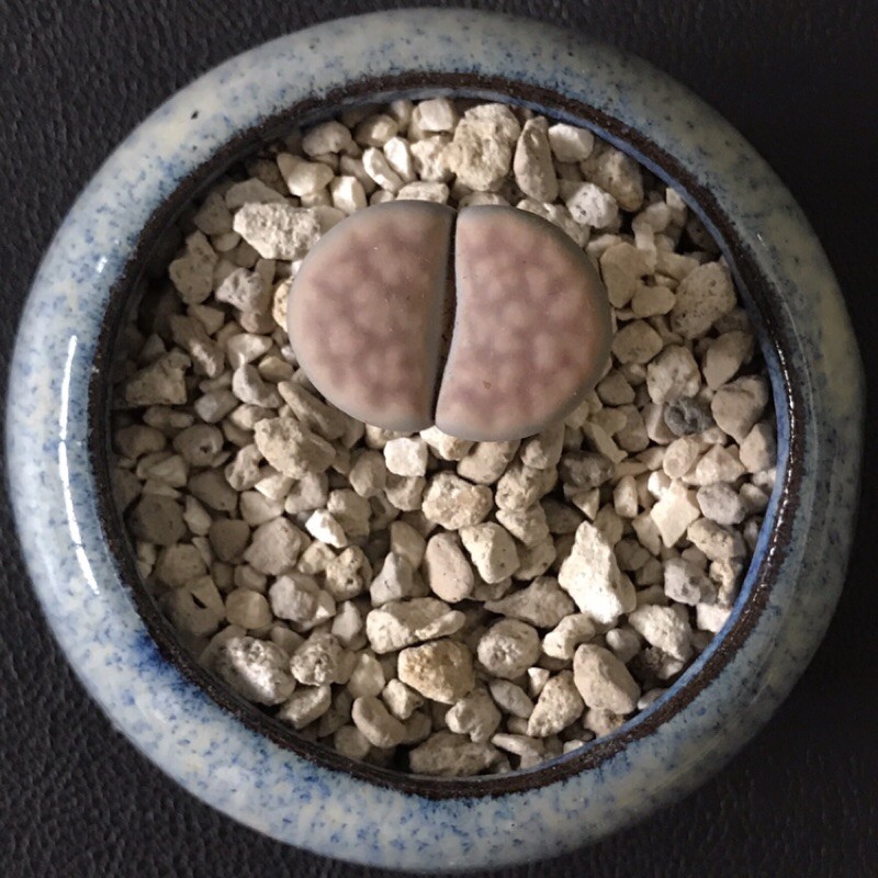 Jual Lithops Big Size | Shopee Indonesia