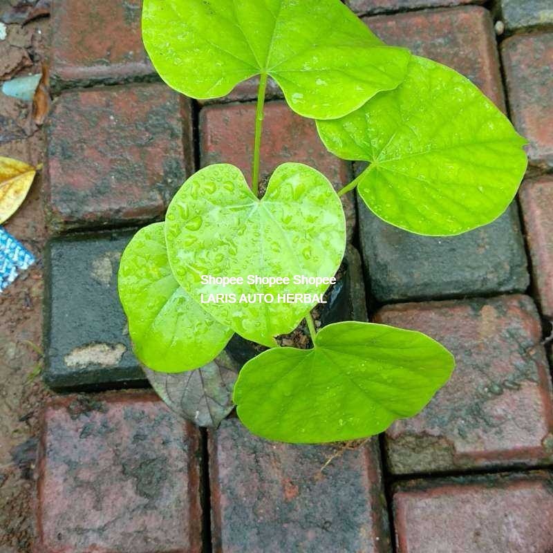 Jual tanaman herbal antawali atau Brotowali | Shopee Indonesia