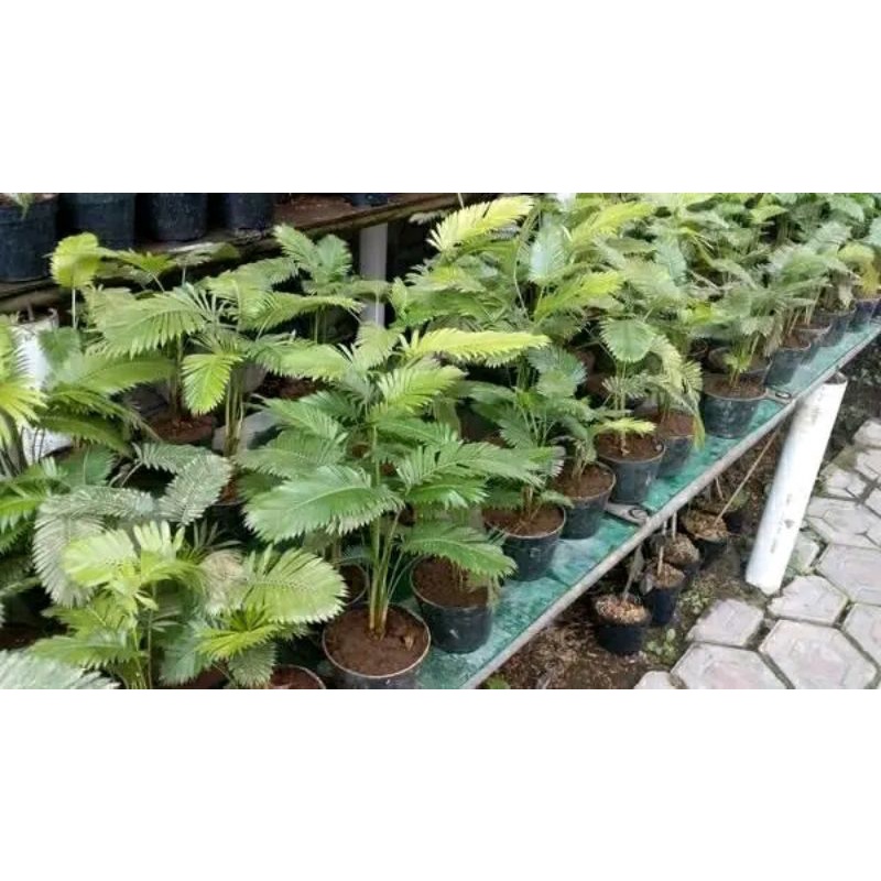 Jual Palem Rotan Paris mini Kualitas terbaik Tanaman Hias | Shopee ...