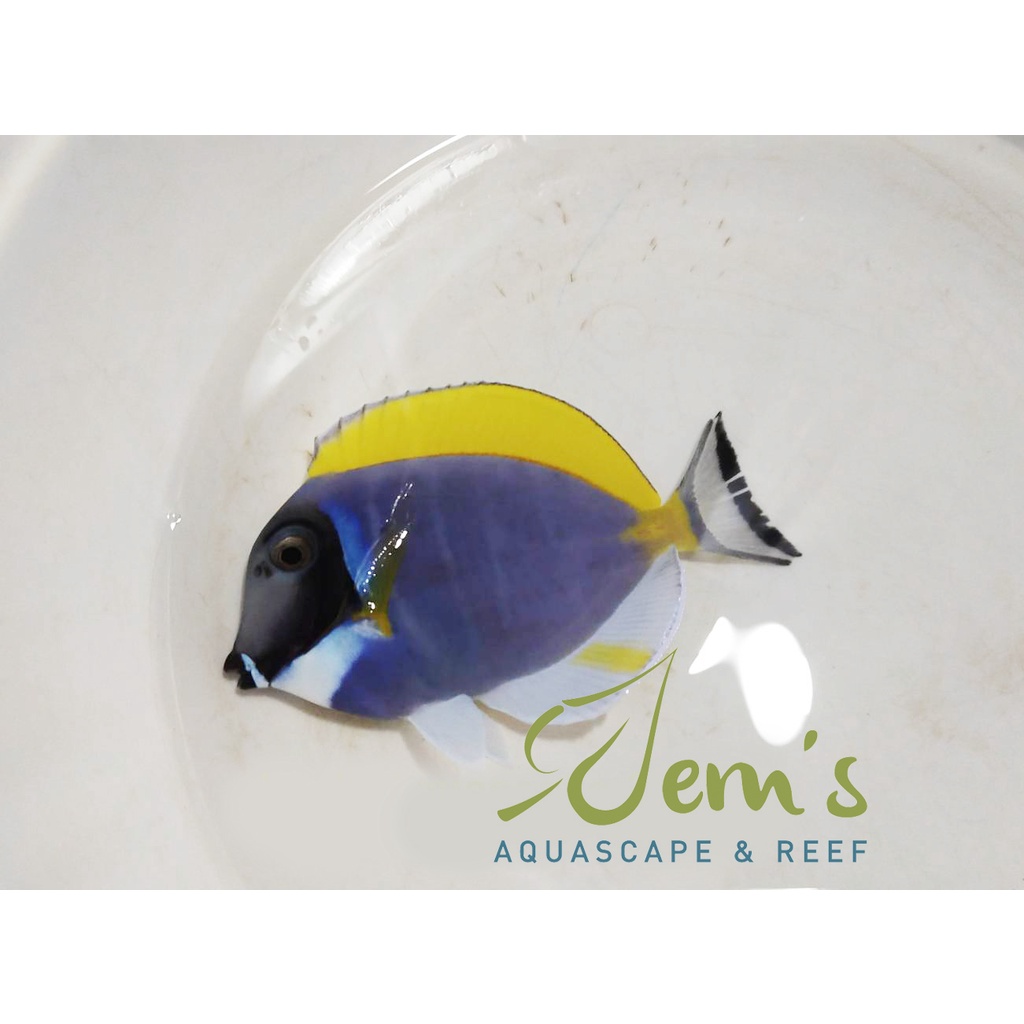 Jual Ikan Air Laut Botana Biru (Powder Blue Tang) | Shopee Indonesia