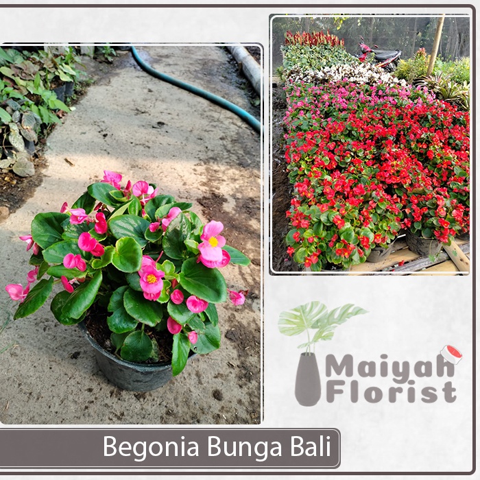 Jual Begonia Bunga Bali - Sudah Berbunga - Tanaman Hias | Shopee Indonesia