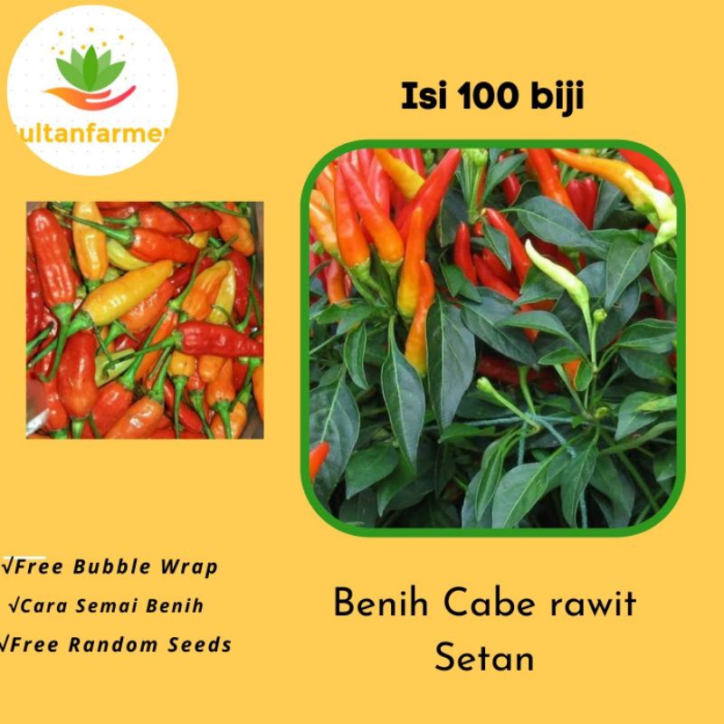 Jual 100 benih biji cabe rawit caplak / cabe rawit setan | Shopee Indonesia
