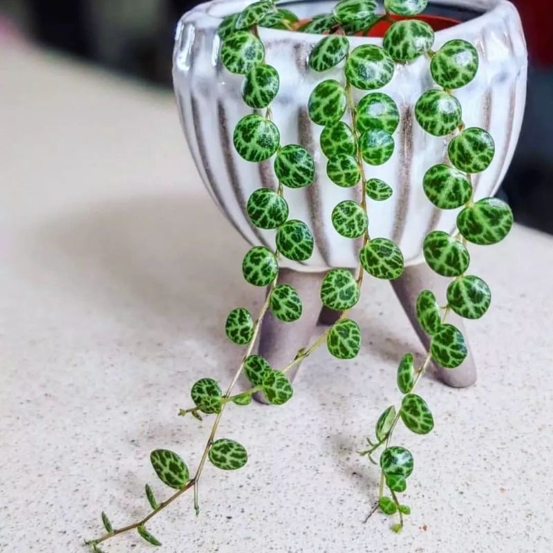 Jual String Of Turtle koleksi | Shopee Indonesia