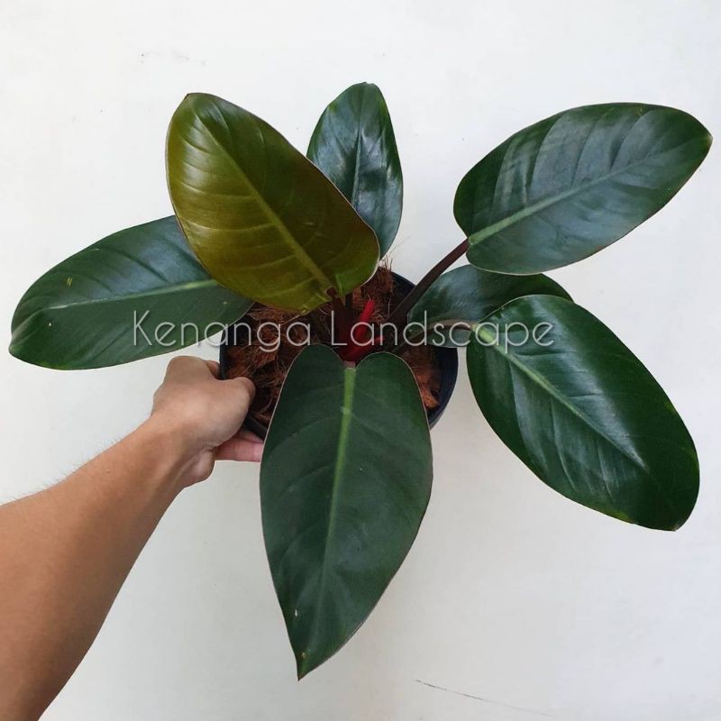 Jual philodendron red congo - tanaman hias philodendron red congo ...