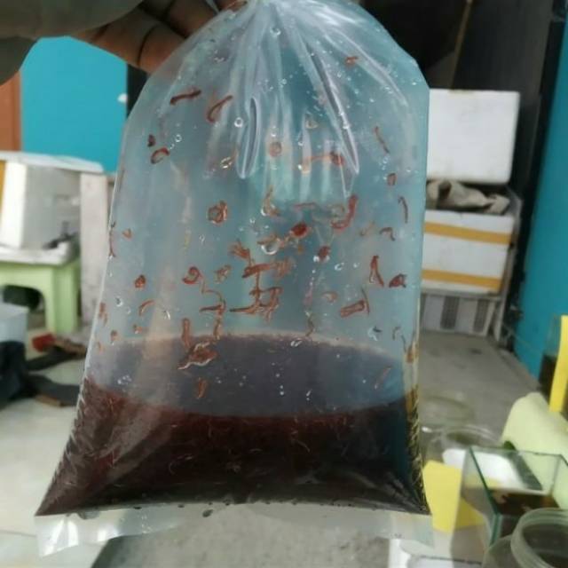 Jual CACING DARAH HIDUP PAKAN IKAN HIAS FRESS HANYA BANDUNG GOJEK/GRAB ...