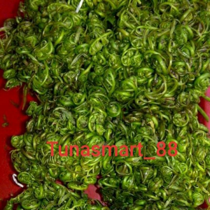 Jual PAKIS KI CHOI/KI CHOI/SAYUR MIDING | Shopee Indonesia