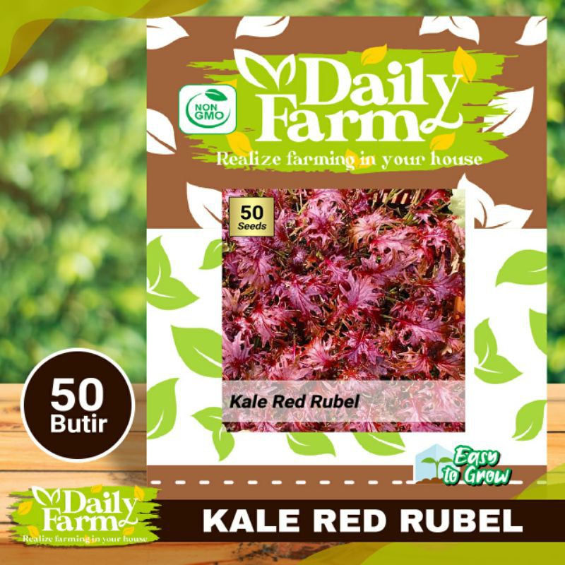 Jual Benih Kale Merah - Kale Red Rubel - Daily Farm | Shopee Indonesia