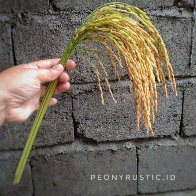 Jual Padi kering / Padi Asli / Padi Batang / Padi Hias | Shopee Indonesia