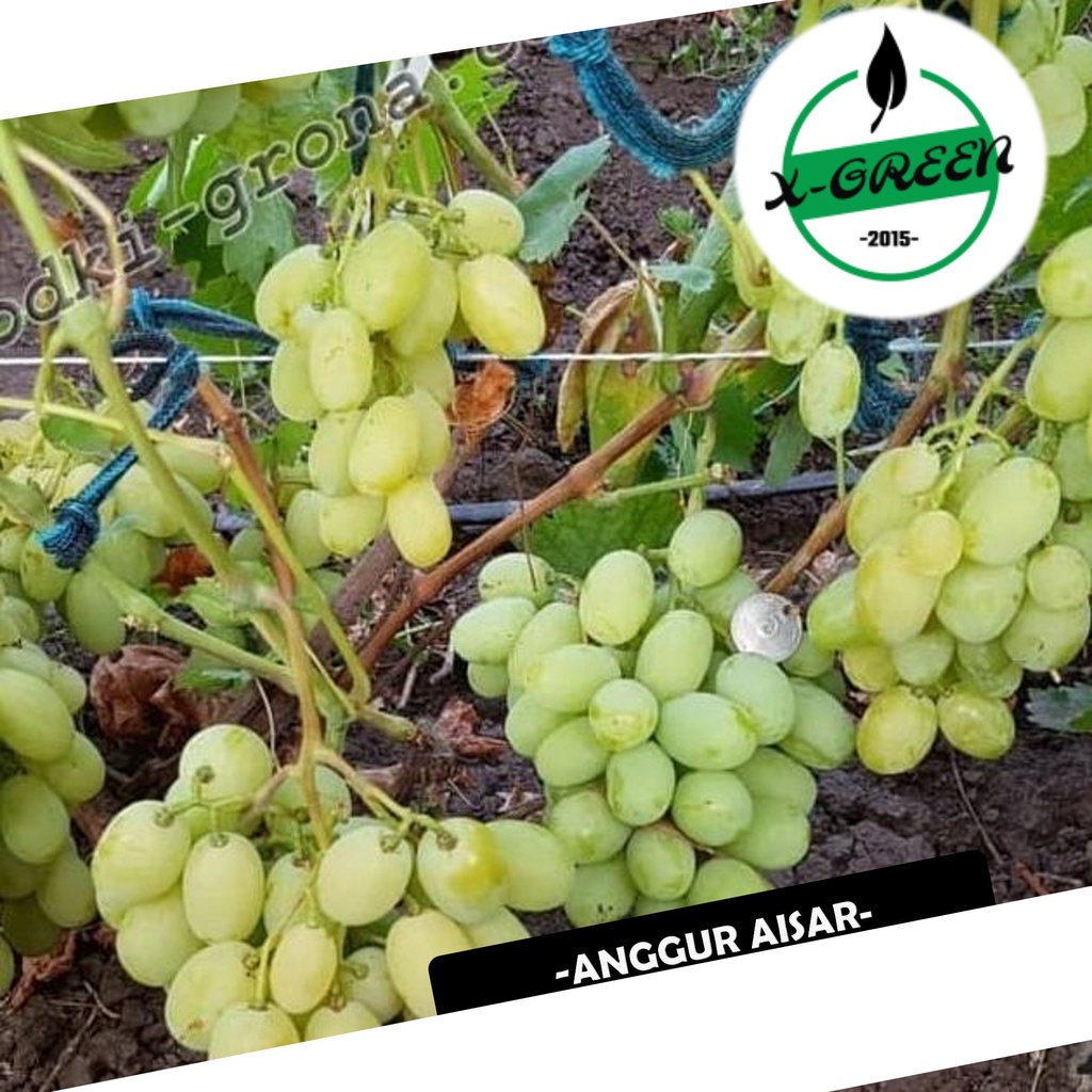 Jual Tanaman Buah Anggur Import Aisar - (X-Green) | Shopee Indonesia