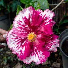 Jual tanaman Hibiscus bunga Sepatu tumpuk (Hibiscus rosa-sinensis ...
