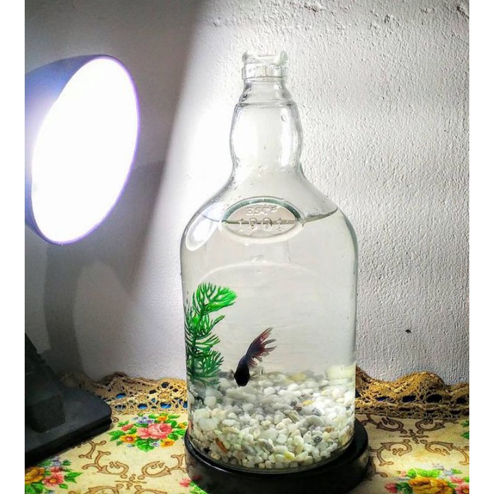 Jual Akuarium botol / Aquascape / Botol kaca tempat ikan cupang, ikan ...