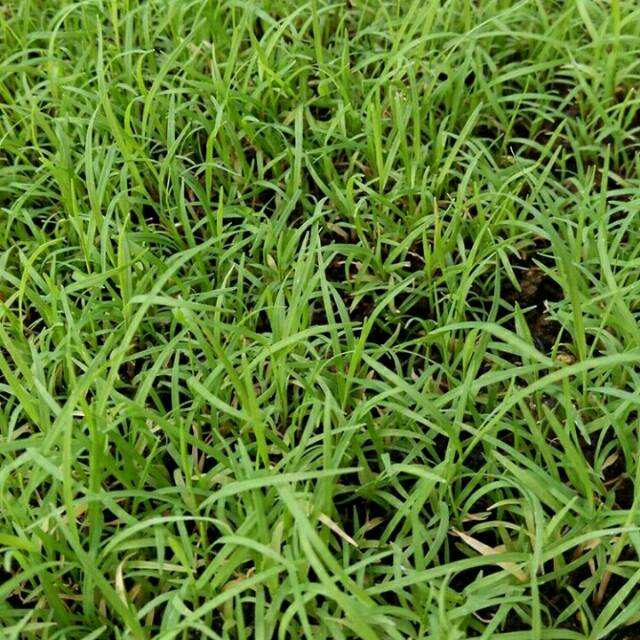 Jual Benih rumput kemasan 500 Seed - Biji rumput golf - biji rumput ...