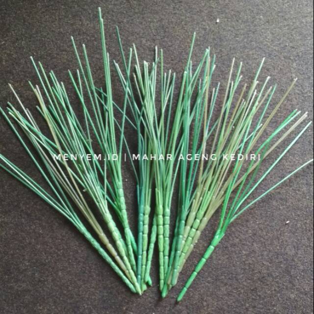 Jual Tangkai daun batang ranting bunga pohon | Shopee Indonesia