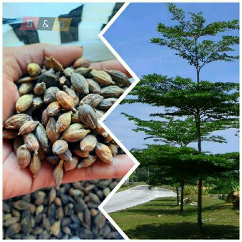 Jual Biji | Benih Pohon ketapang Kencana 250gr Termurah-Pohon Ketapang ...